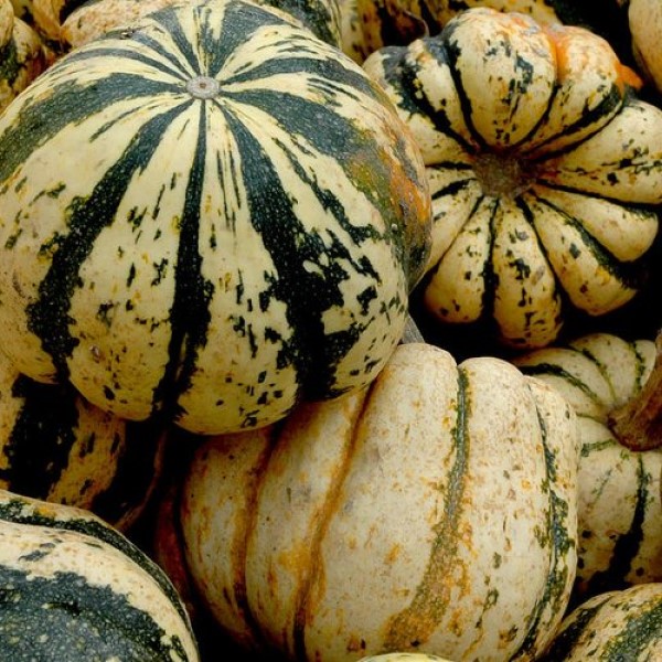 Winter Squash Recipes - Santa Fe Farmers' Market Institute