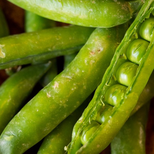 Peas, oh Peas… Just Give Peas a Chance - Santa Fe Farmers' Market Institute